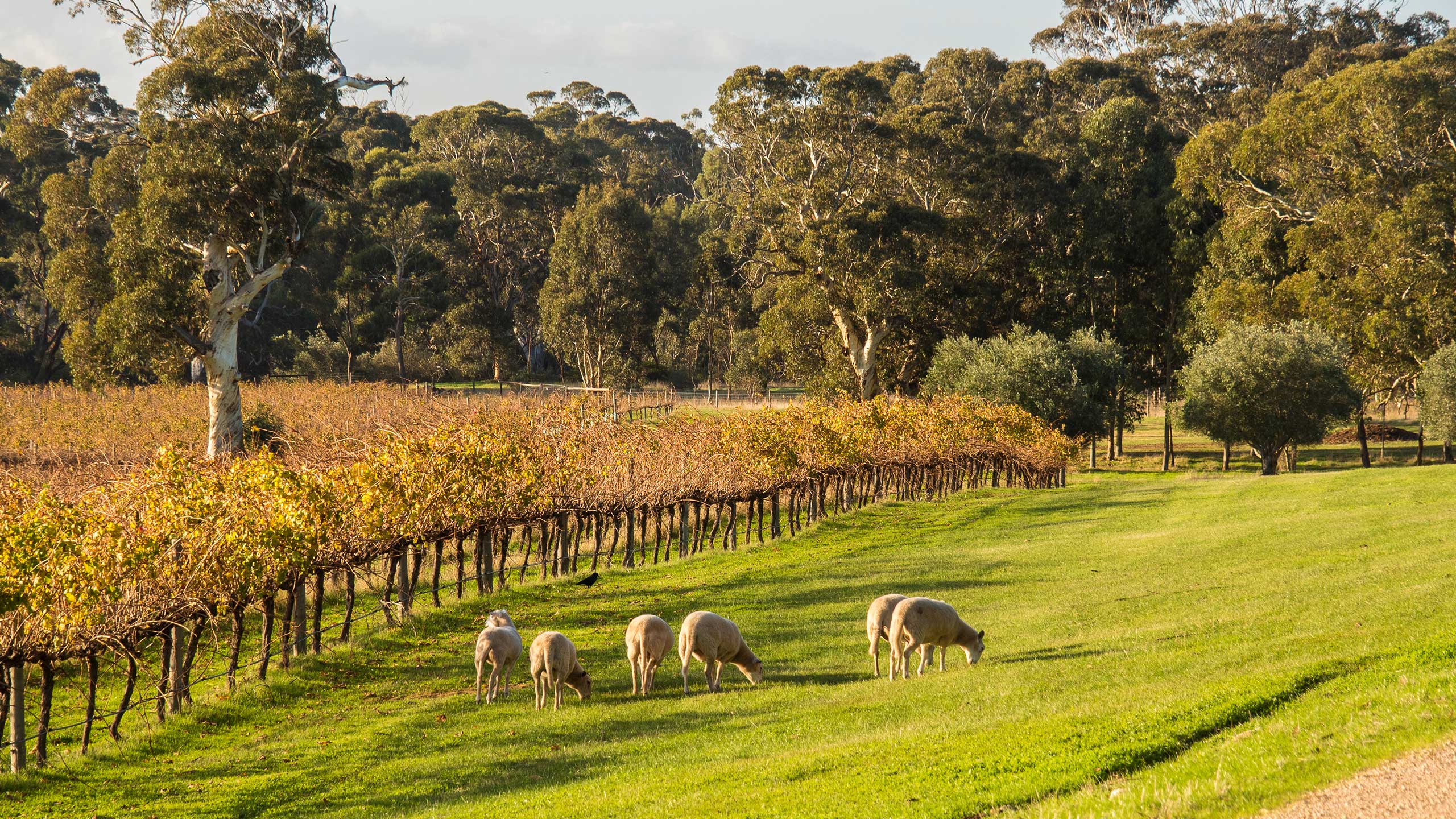 Shadow Creek Blogs by a Local | McLaren Vale South Australia | Shadowcreek