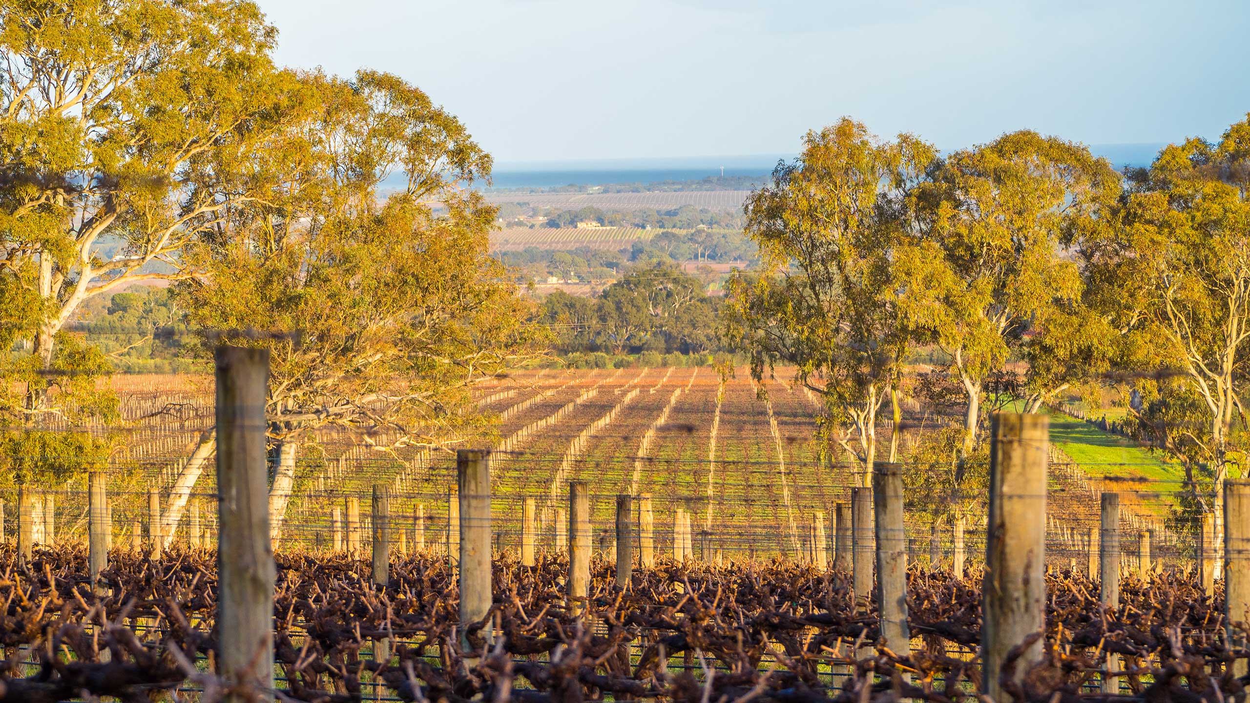 Cellar Door | Shadow Creek | McLaren Vale Region | Small Batch Winery | Shadowcreek